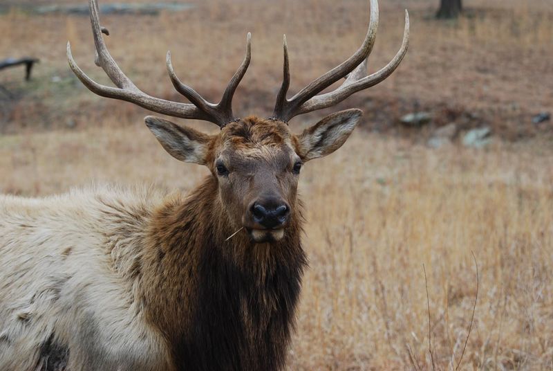 Woolaroc Museum & Wildlife Preserve | TravelOK.com - Oklahoma's ...