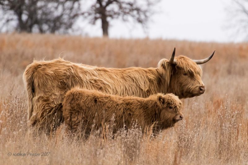 Woolaroc Museum & Wildlife Preserve | TravelOK.com - Oklahoma's ...