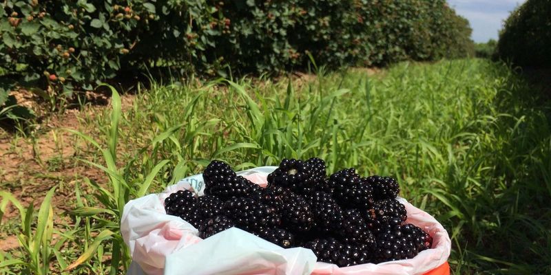 N40 Berries | TravelOK.com - Oklahoma's Official Travel & Tourism Site