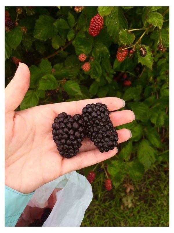 N40 Berries | TravelOK.com - Oklahoma's Official Travel & Tourism Site