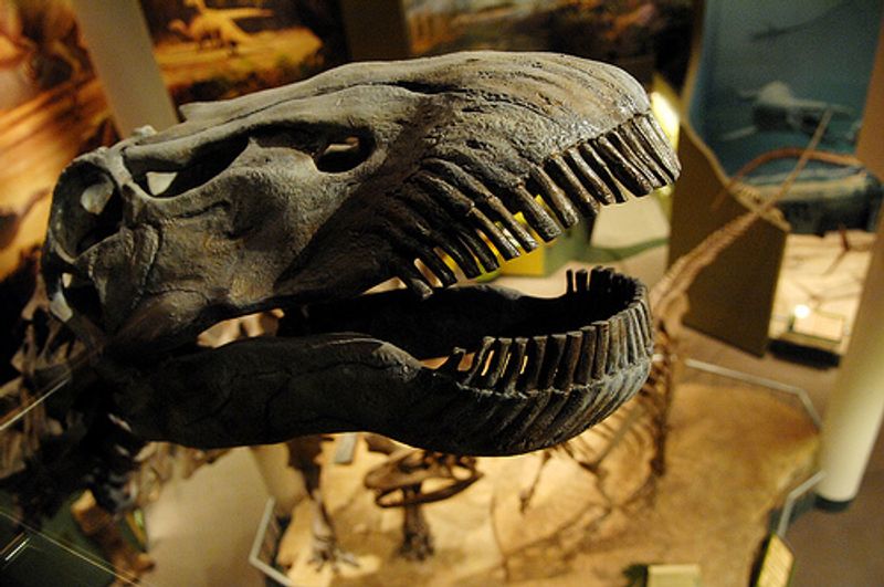 Sam Noble Museum | TravelOK.com - Oklahoma's Official Travel & Tourism Site