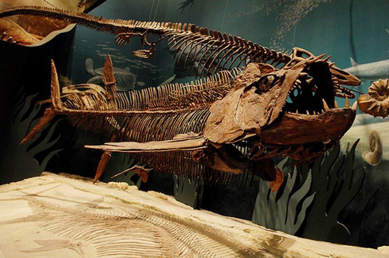 Sam Noble Museum | TravelOK.com - Oklahoma's Official Travel & Tourism Site