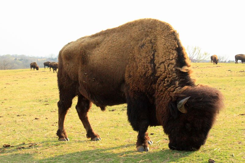 Pawnee Bill Ranch Historic Site & Museum | TravelOK.com - Oklahoma's ...