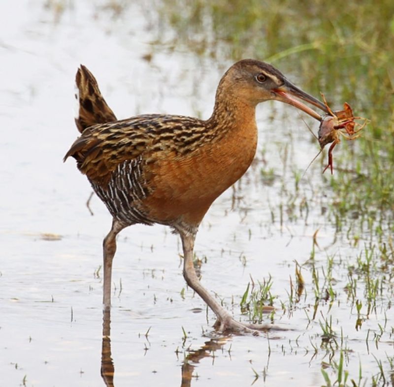 Red Slough Wildlife Management Area | TravelOK.com - Oklahoma's ...