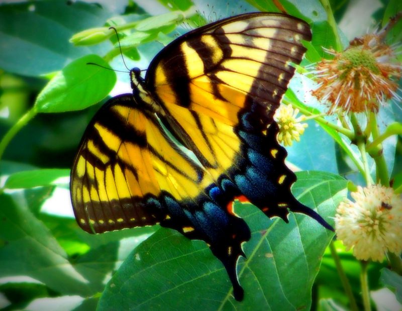 Honobia Creek Wildlife Management Area | TravelOK.com - Oklahoma's ...