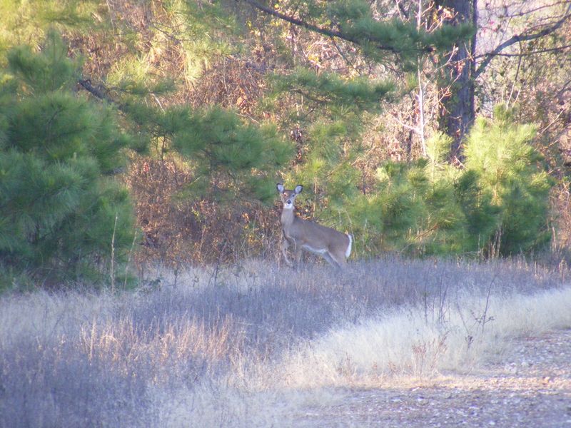 Three Rivers Wildlife Management Area | TravelOK.com - Oklahoma's ...