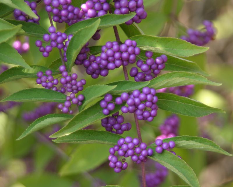 The Botanic Garden at Oklahoma State University | TravelOK.com ...