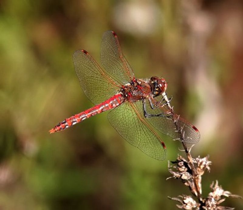 Red Slough Wildlife Management Area | TravelOK.com - Oklahoma's ...