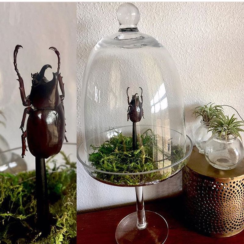 Tulsa Oddities & Curiosities Expo | TravelOK.com - Oklahoma's Official ...