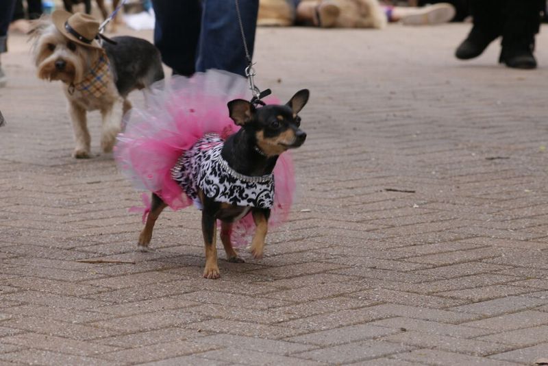 Bark in the Park | TravelOK.com - Oklahoma's Official Travel & Tourism Site