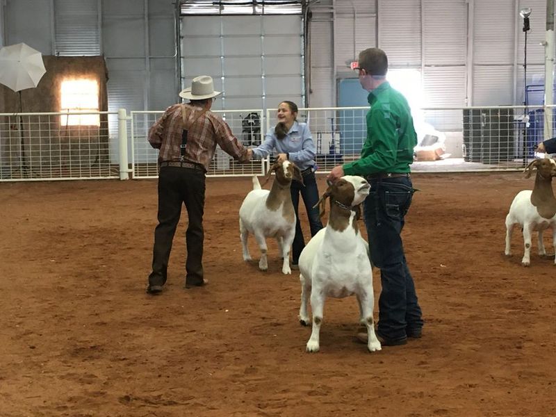 Oklahoma Boar Goat Association Summer Classic | TravelOK.com - Oklahoma ...