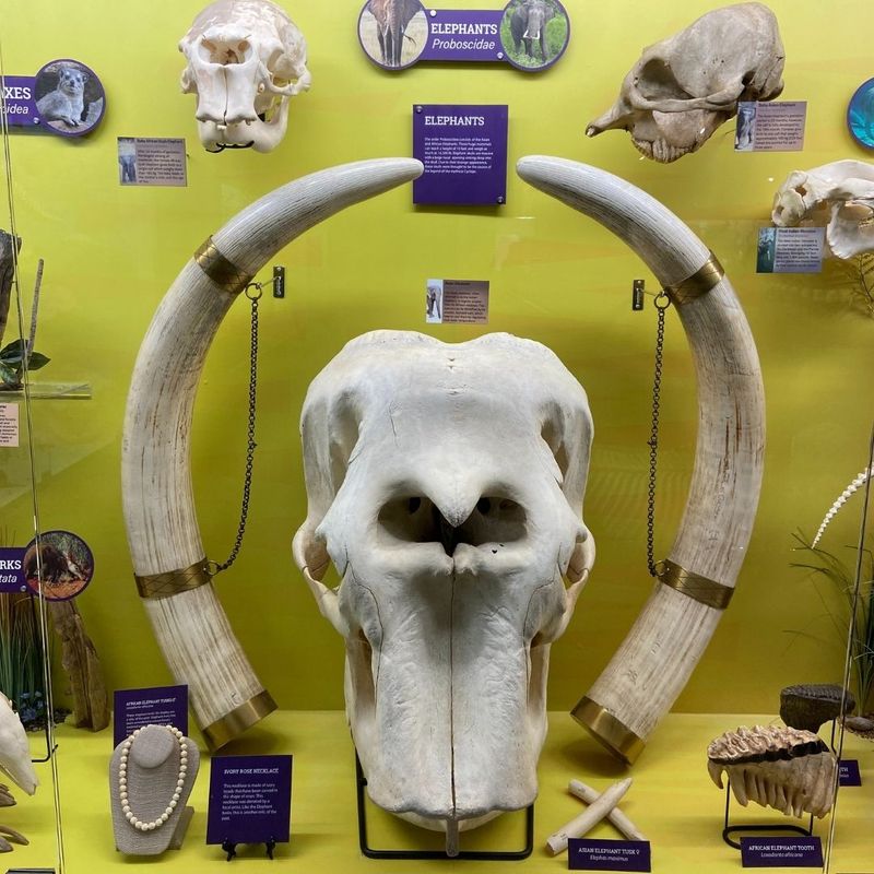 Skeletons: Museum of Osteology | TravelOK.com - Oklahoma's Official ...