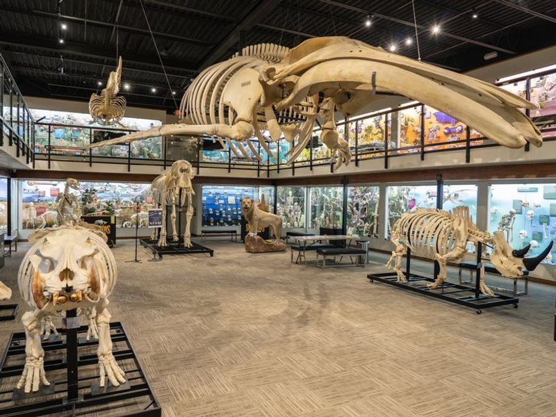 Skeletons: Museum of Osteology | TravelOK.com - Oklahoma's Official ...