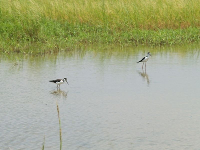 Hackberry Flat Wildlife Management Area & Center | TravelOK.com ...