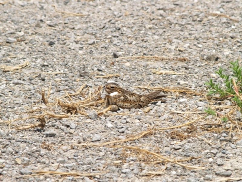 Hackberry Flat Wildlife Management Area & Center | TravelOK.com ...