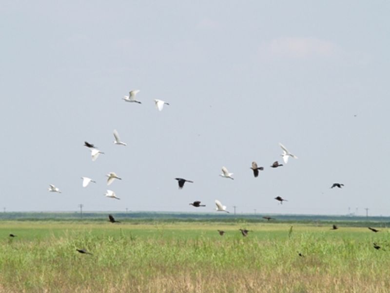 Hackberry Flat Wildlife Management Area & Center | TravelOK.com ...