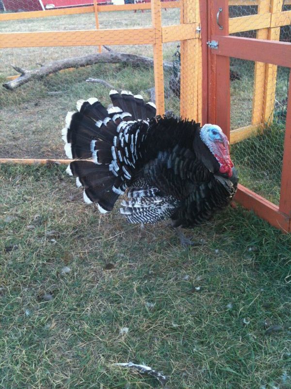 Annabelle's Fun Farm | TravelOK.com - Oklahoma's Official Travel ...