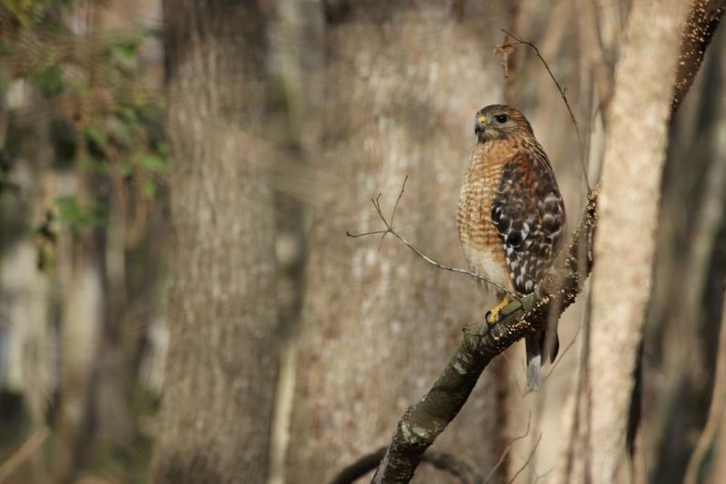 Deep Fork National Wildlife Refuge | TravelOK.com - Oklahoma's Official ...