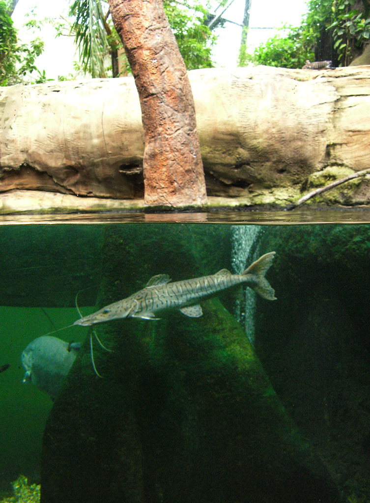 Oklahoma Zoos & Aquariums | TravelOK.com - Oklahoma's Official Travel ...