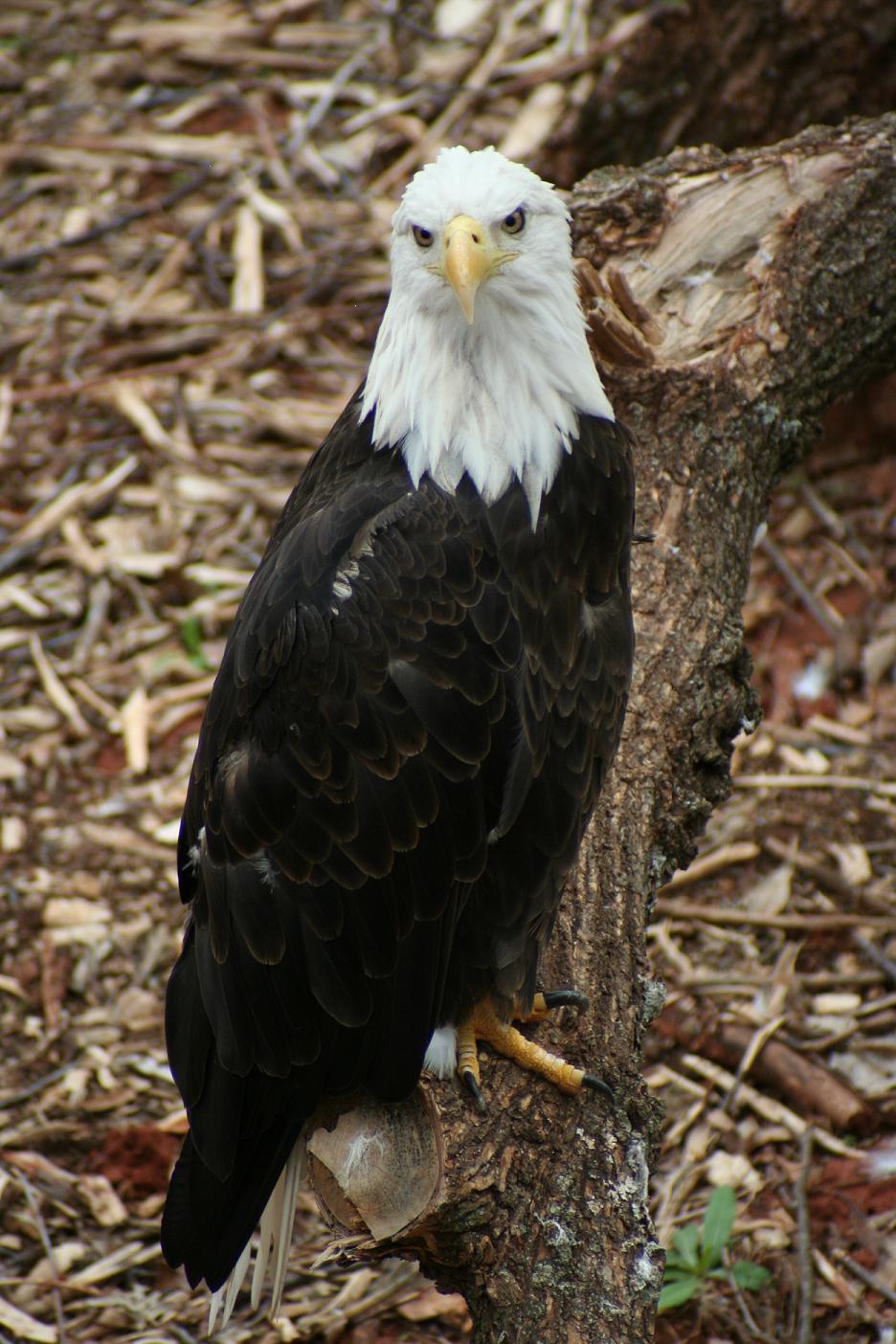 Birding and Bird Watching in Oklahoma | TravelOK.com - Oklahoma's ...
