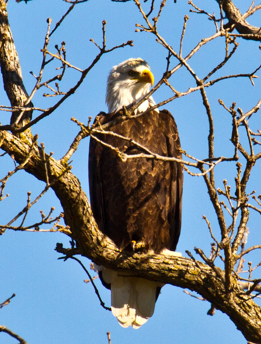 Birding and Bird Watching in Oklahoma | TravelOK.com - Oklahoma's ...