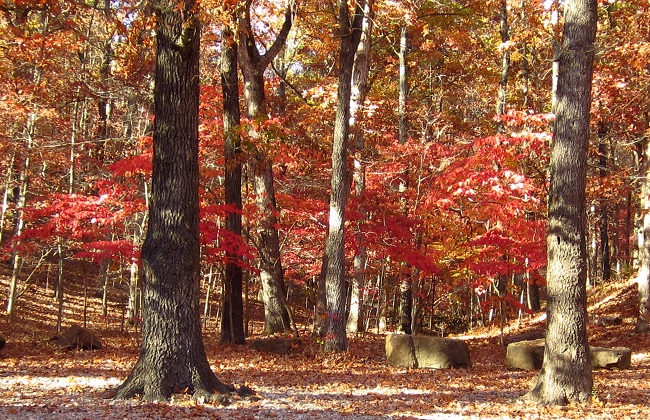 Oklahoma Fall Foliage and Festivals | TravelOK.com - Oklahoma's ...