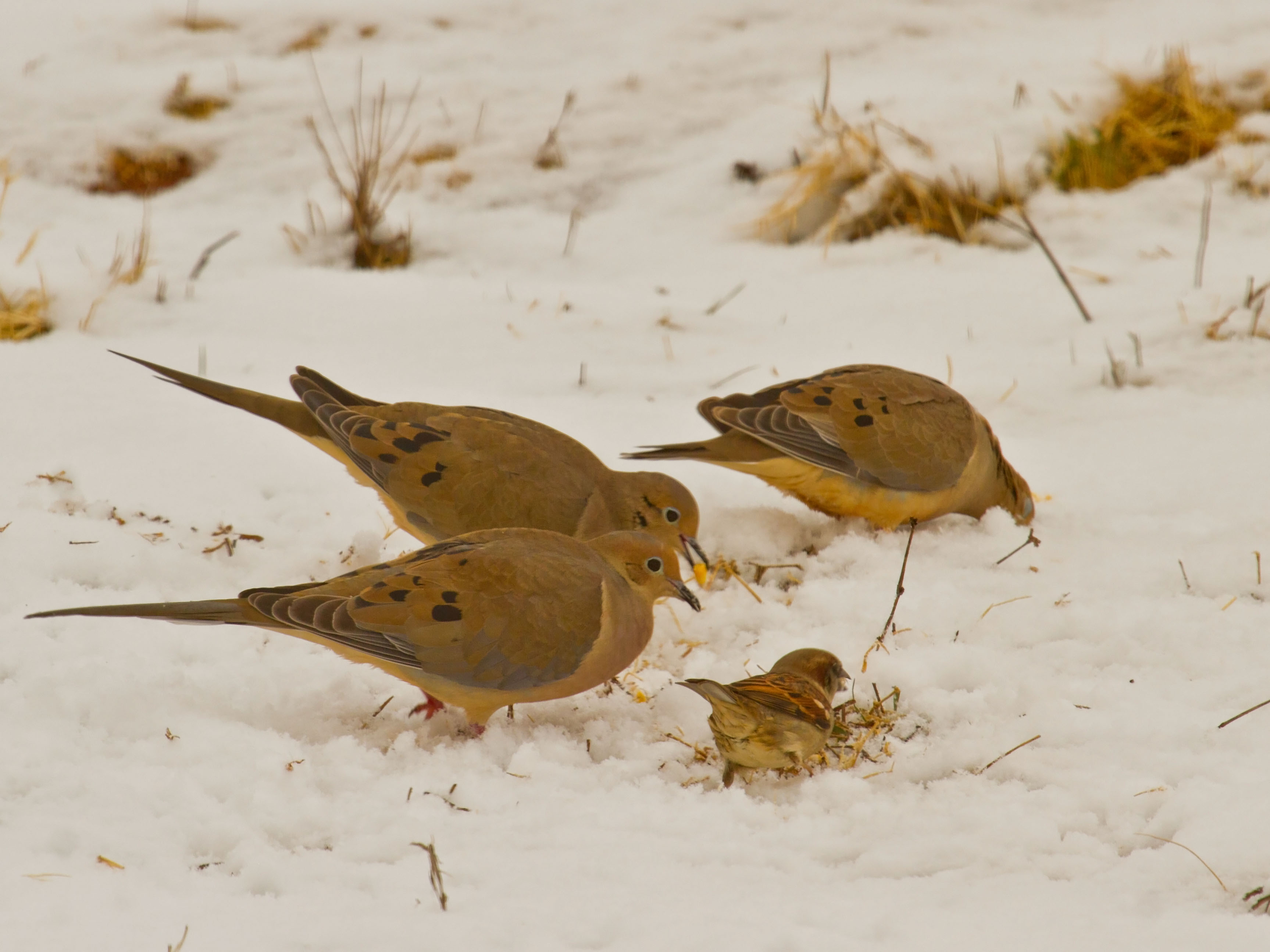 Birding and Bird Watching in Oklahoma | TravelOK.com - Oklahoma's ...