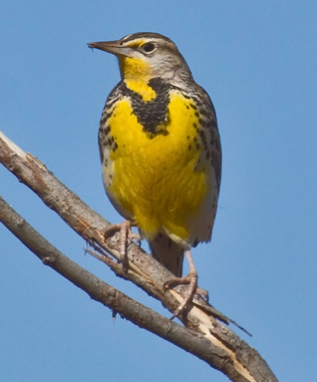 Birding and Bird Watching in Oklahoma | TravelOK.com - Oklahoma's ...