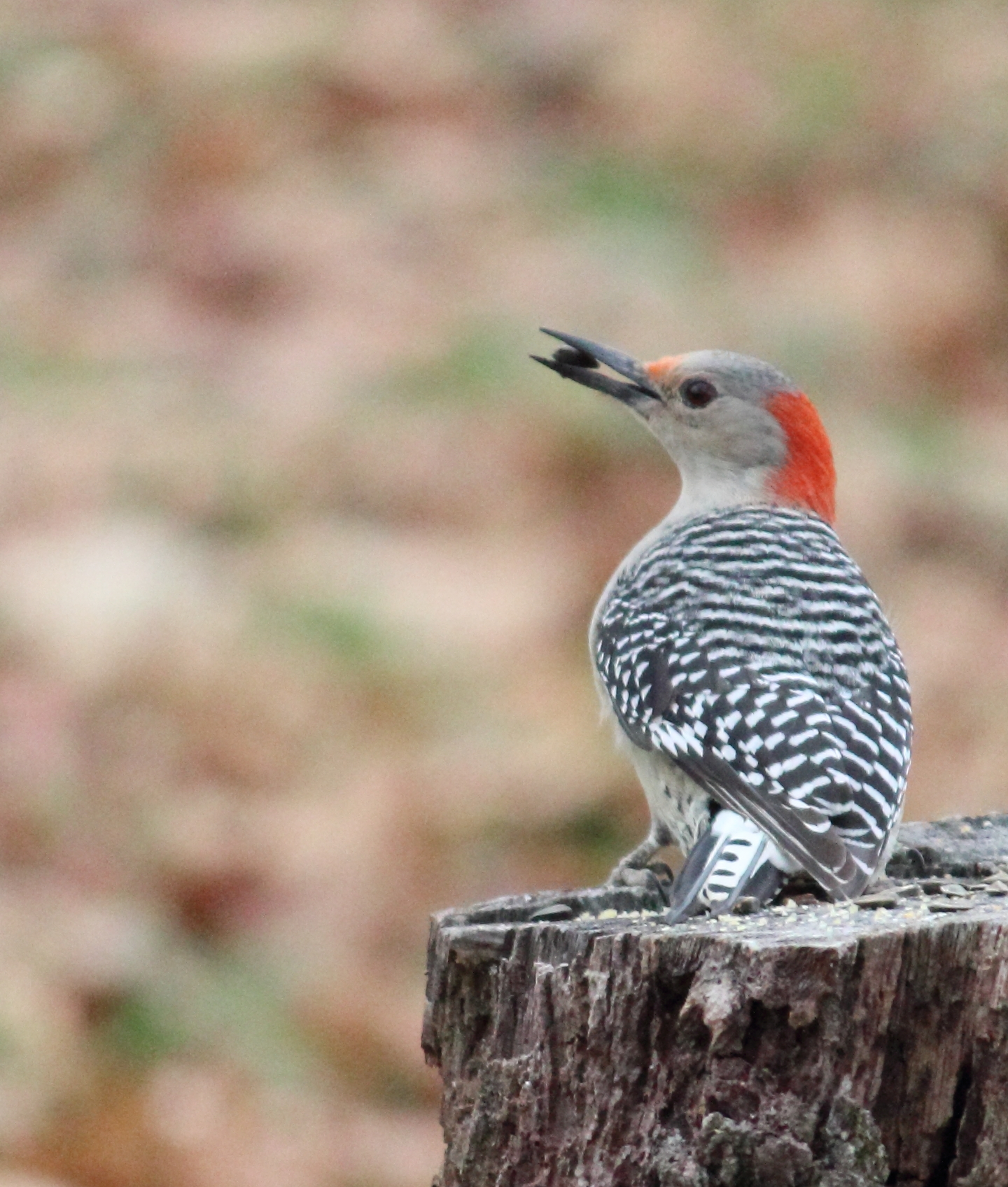 Birding and Bird Watching in Oklahoma | TravelOK.com - Oklahoma's ...