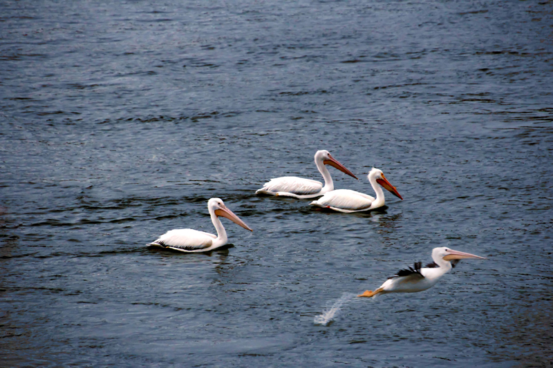 Birding and Bird Watching in Oklahoma | TravelOK.com - Oklahoma's ...