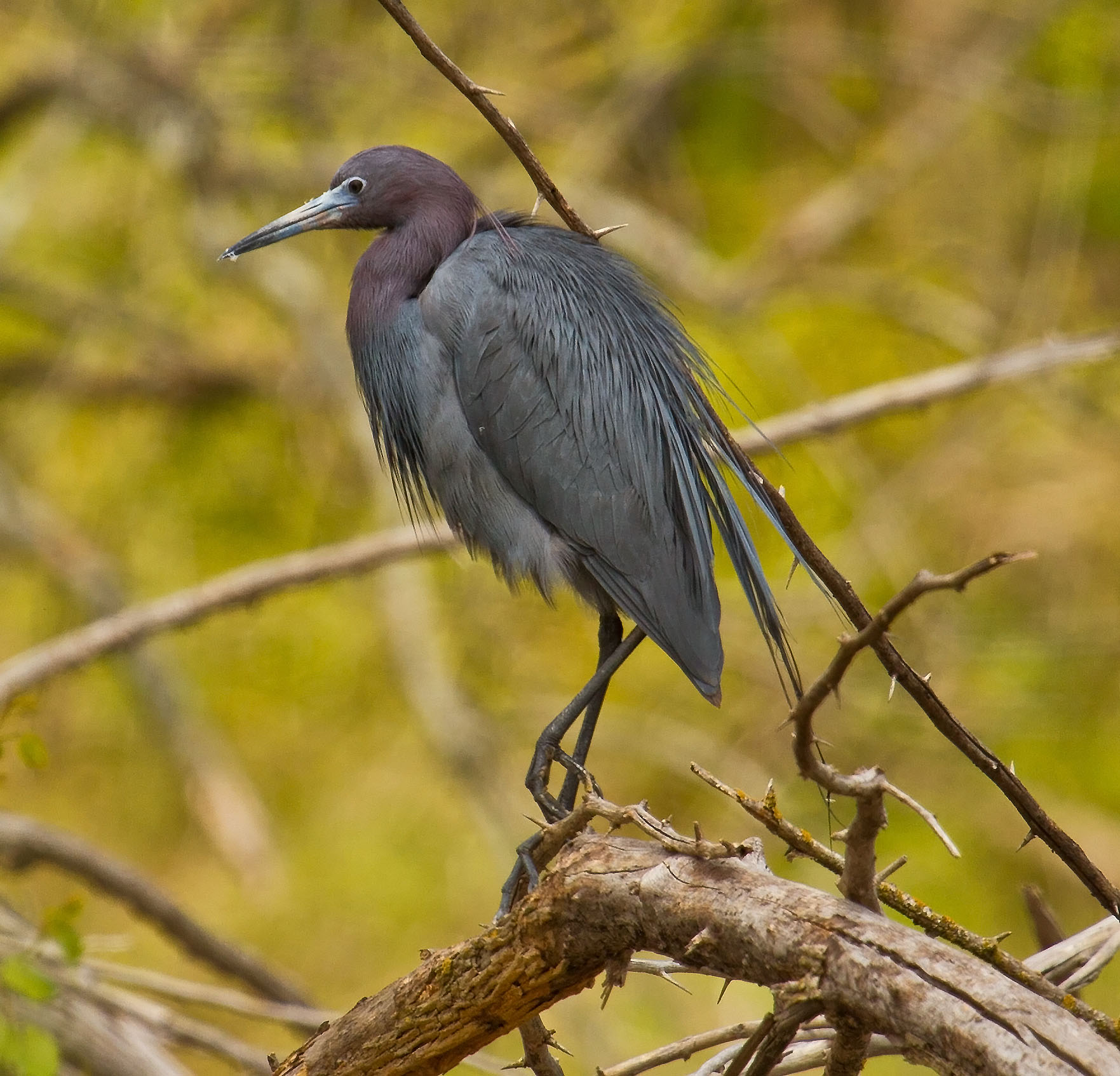 Birding and Bird Watching in Oklahoma | TravelOK.com - Oklahoma's ...
