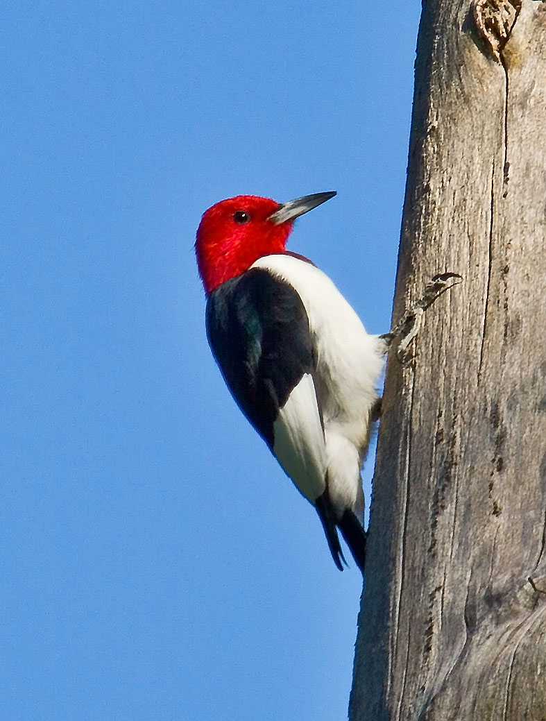 Birding and Bird Watching in Oklahoma | TravelOK.com - Oklahoma's ...