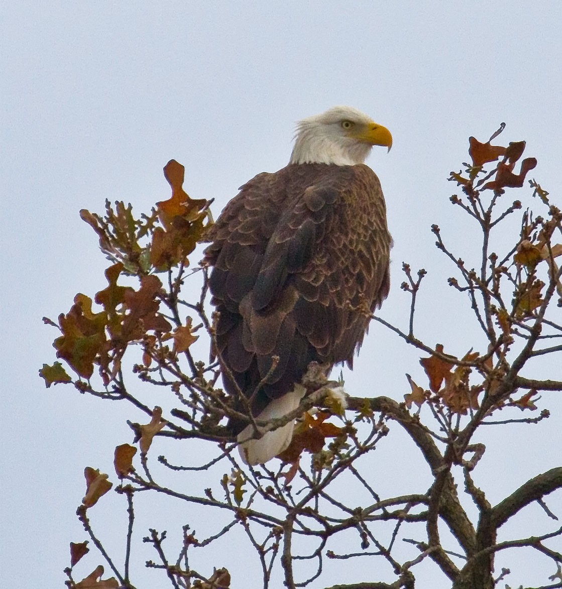 Birding and Bird Watching in Oklahoma | TravelOK.com - Oklahoma's ...