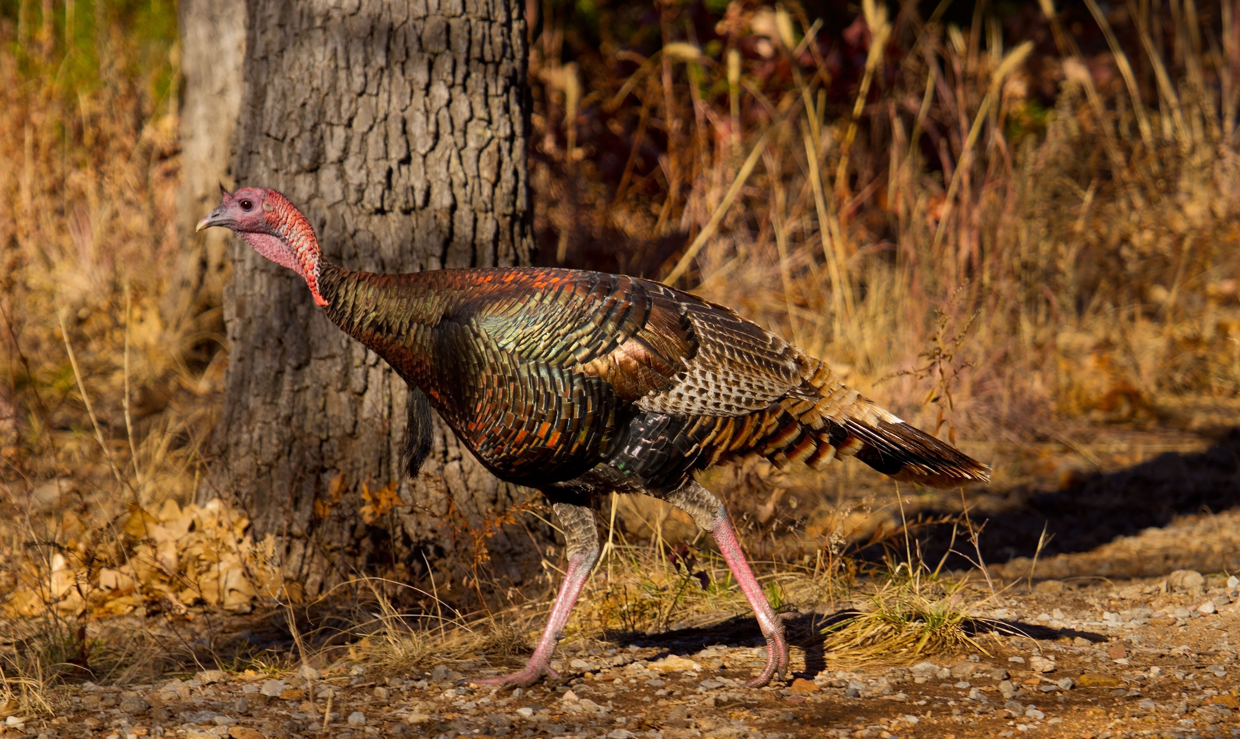 TravelOK.com - Oklahoma's Official Travel & Tourism Site