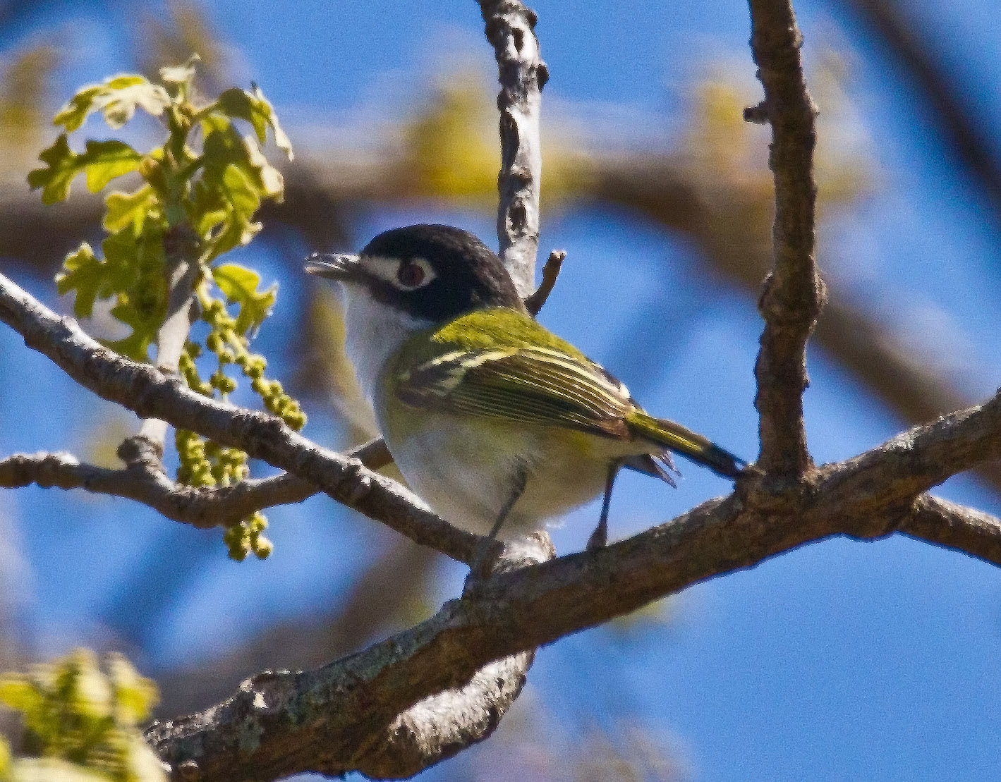 Birding and Bird Watching in Oklahoma | TravelOK.com - Oklahoma's ...