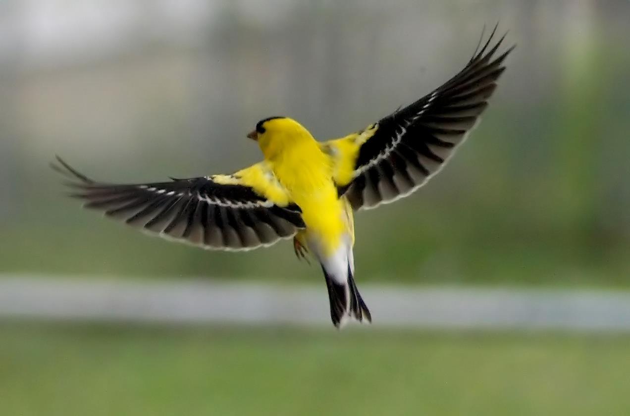 Birding and Bird Watching in Oklahoma | TravelOK.com - Oklahoma's ...