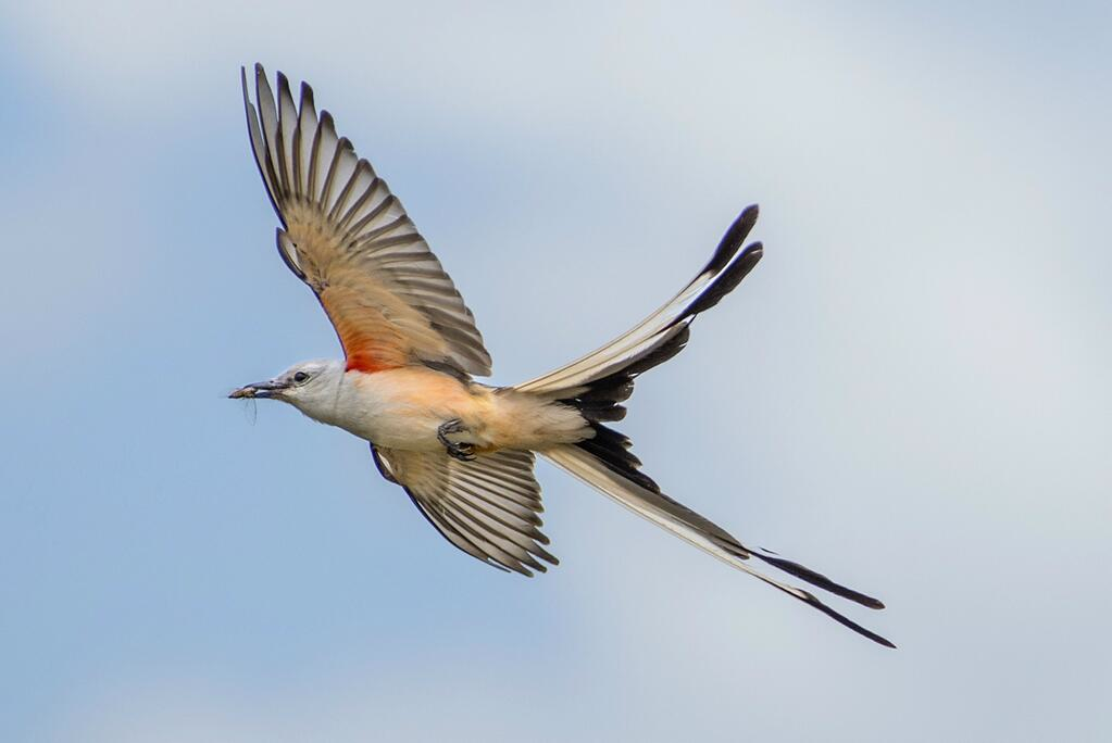 Birding and Bird Watching in Oklahoma | TravelOK.com - Oklahoma's ...