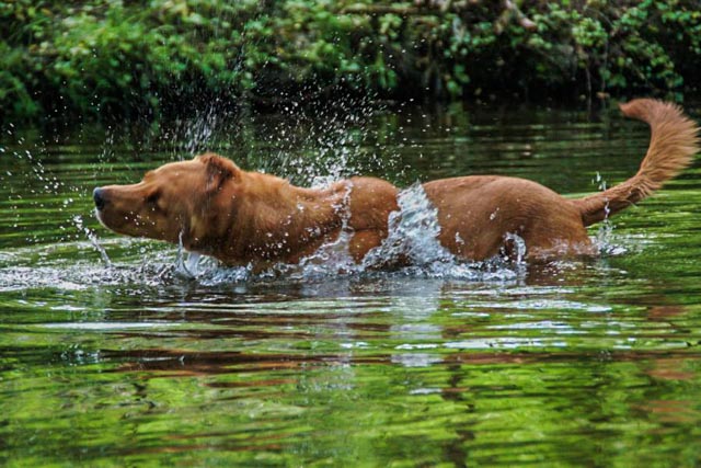 Pet Friendly Destinations | TravelOK.com - Oklahoma's Official Travel ...