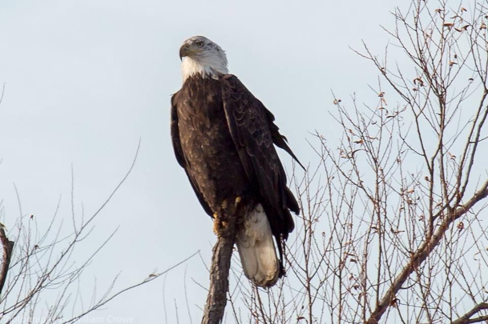 Birding and Bird Watching in Oklahoma | TravelOK.com - Oklahoma's ...