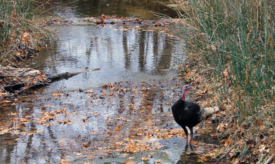 Oklahoma Fall Foliage and Festivals | TravelOK.com - Oklahoma's ...