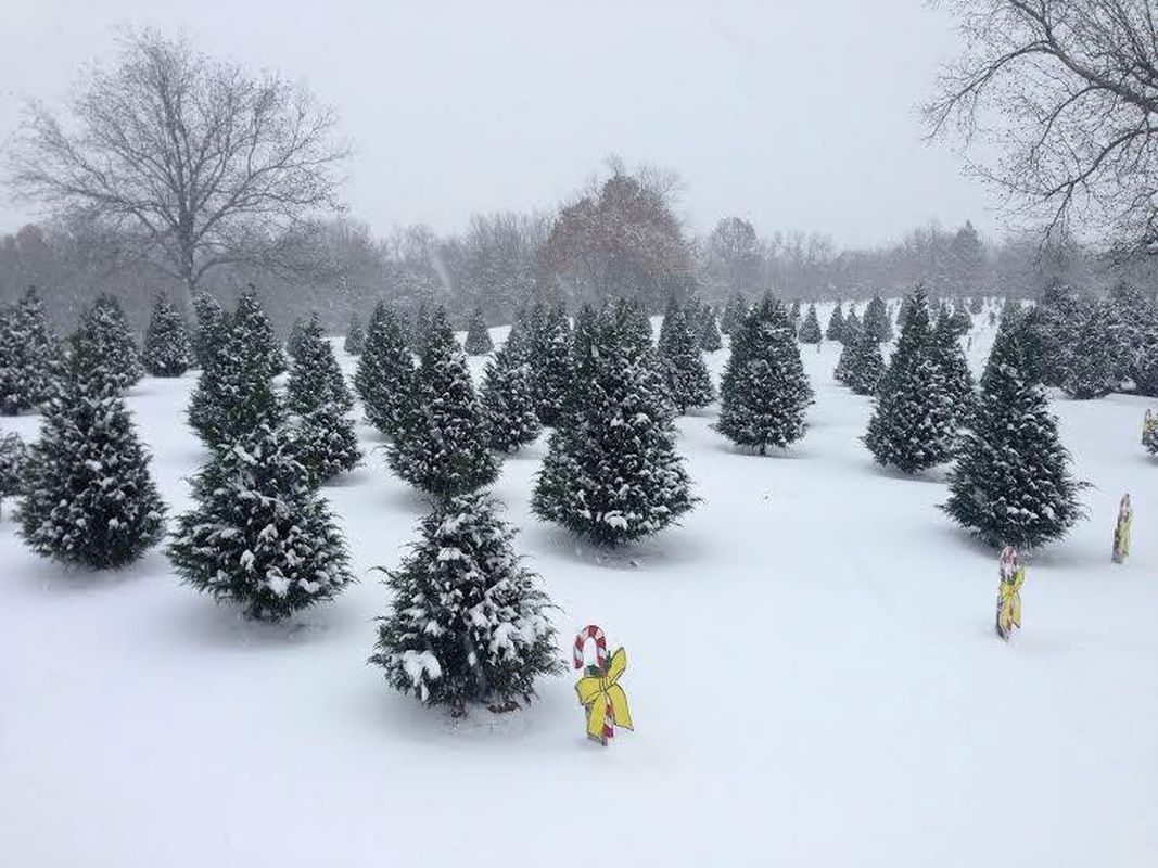 Wilkinsons christmas trees store