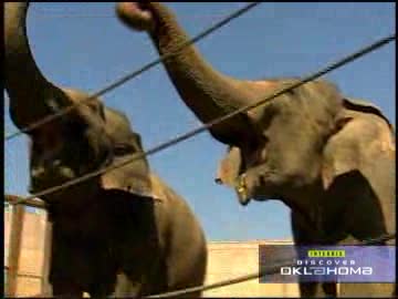 Tulsa Zoo | TravelOK.com - Oklahoma's Official Travel & Tourism Site