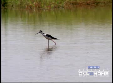 Hackberry Flat Wildlife Management Area & Center | TravelOK.com ...