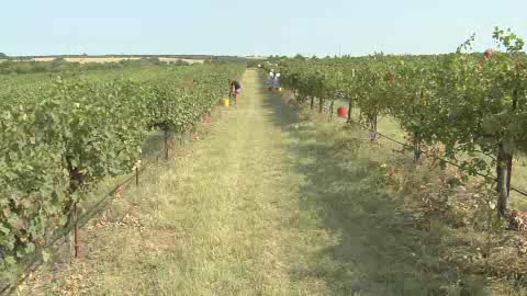 Oklahoma Wineries | TravelOK.com - Oklahoma's Official Travel & Tourism ...